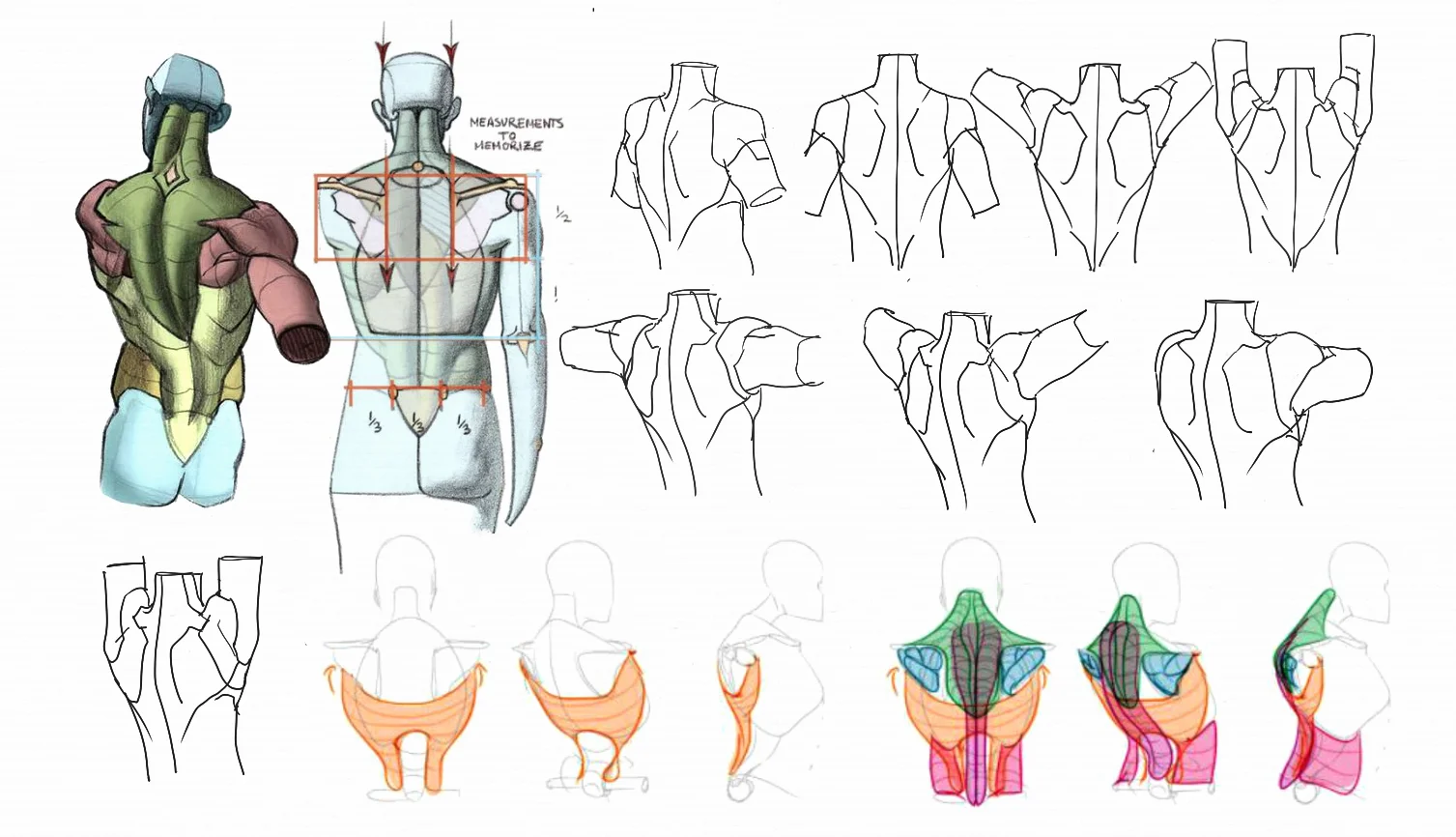 Visual Library: Character Anatomy Boards