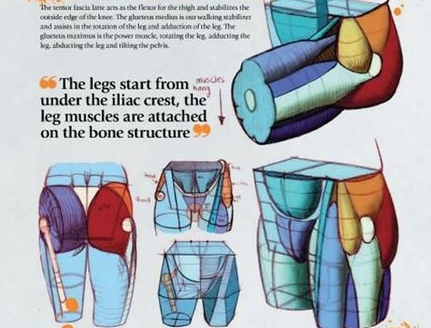 Character Anatomy | Buttocks