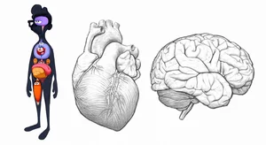 Character Anatomy | Organs