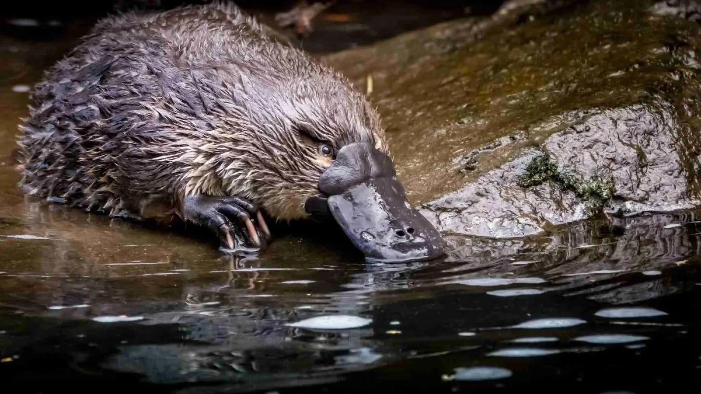 Theme of the Month: Platypus Adventurer!