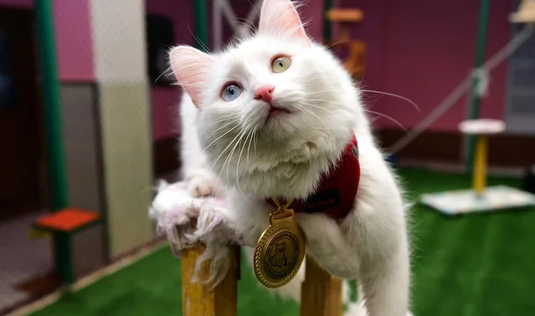 Theme of the Month: Cat Beauty Pageant!