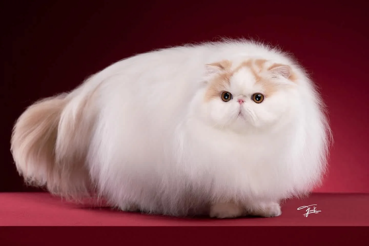 Theme of the Month: Cat Beauty Pageant!
