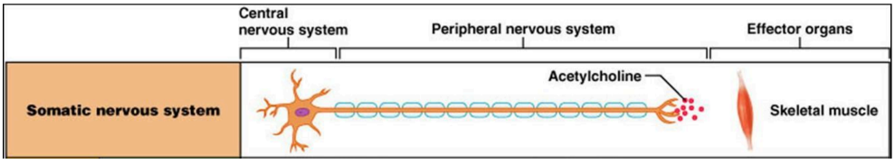 The Pharmacist’s Primer on Paralysis — tl;dr pharmacy