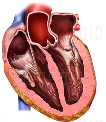 Heart Failure: Background and Pathophysiology — tl;dr pharmacy