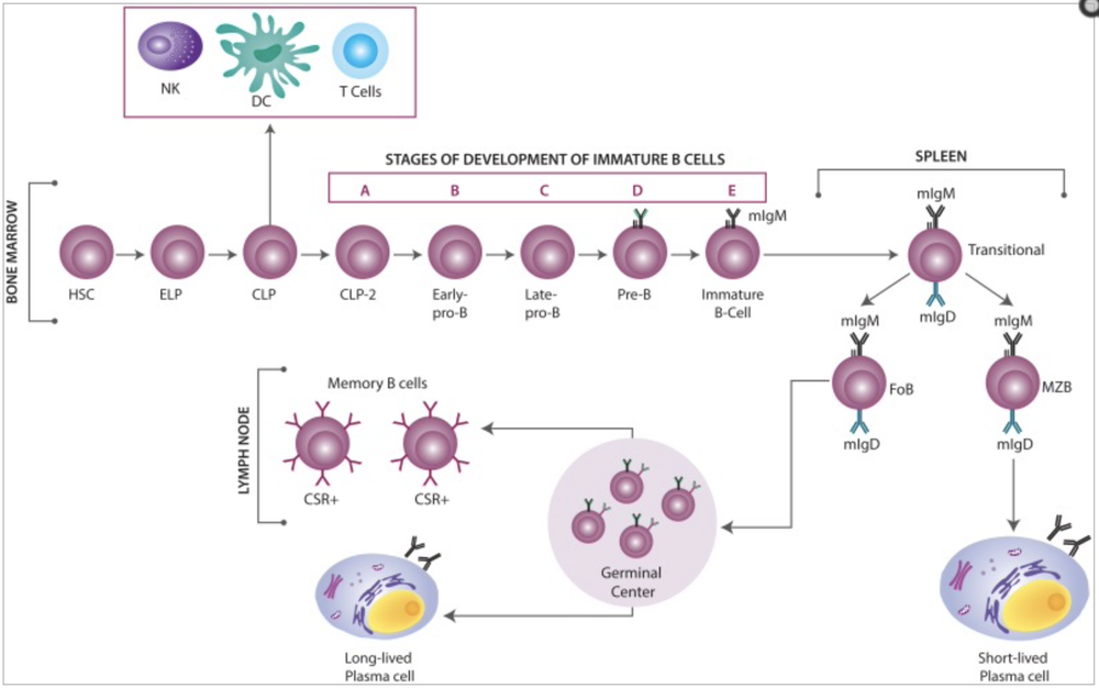 An Immune System Primer — tl;dr pharmacy