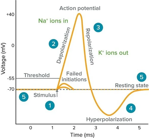 The Pharmacist’s Primer on Paralysis — tl;dr pharmacy