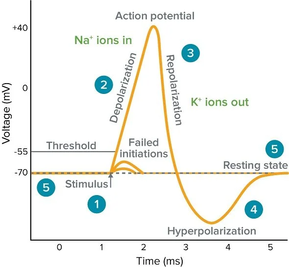 The Pharmacist’s Primer on Paralysis — tl;dr pharmacy