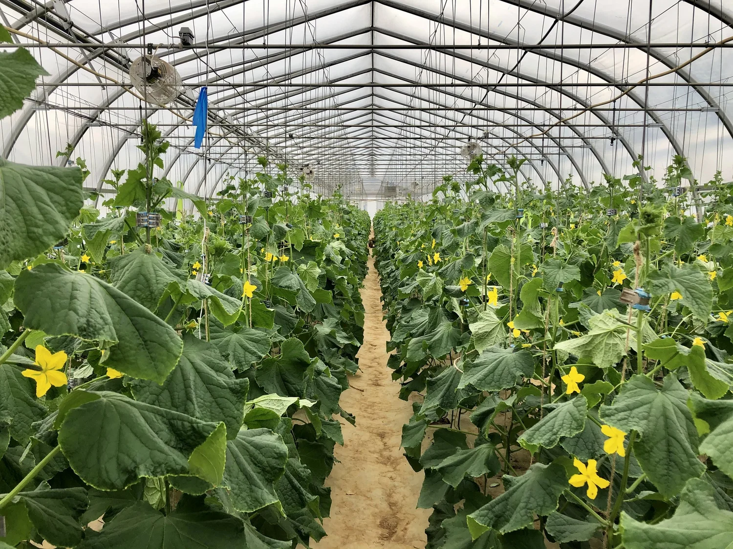 Red Hawk Farm