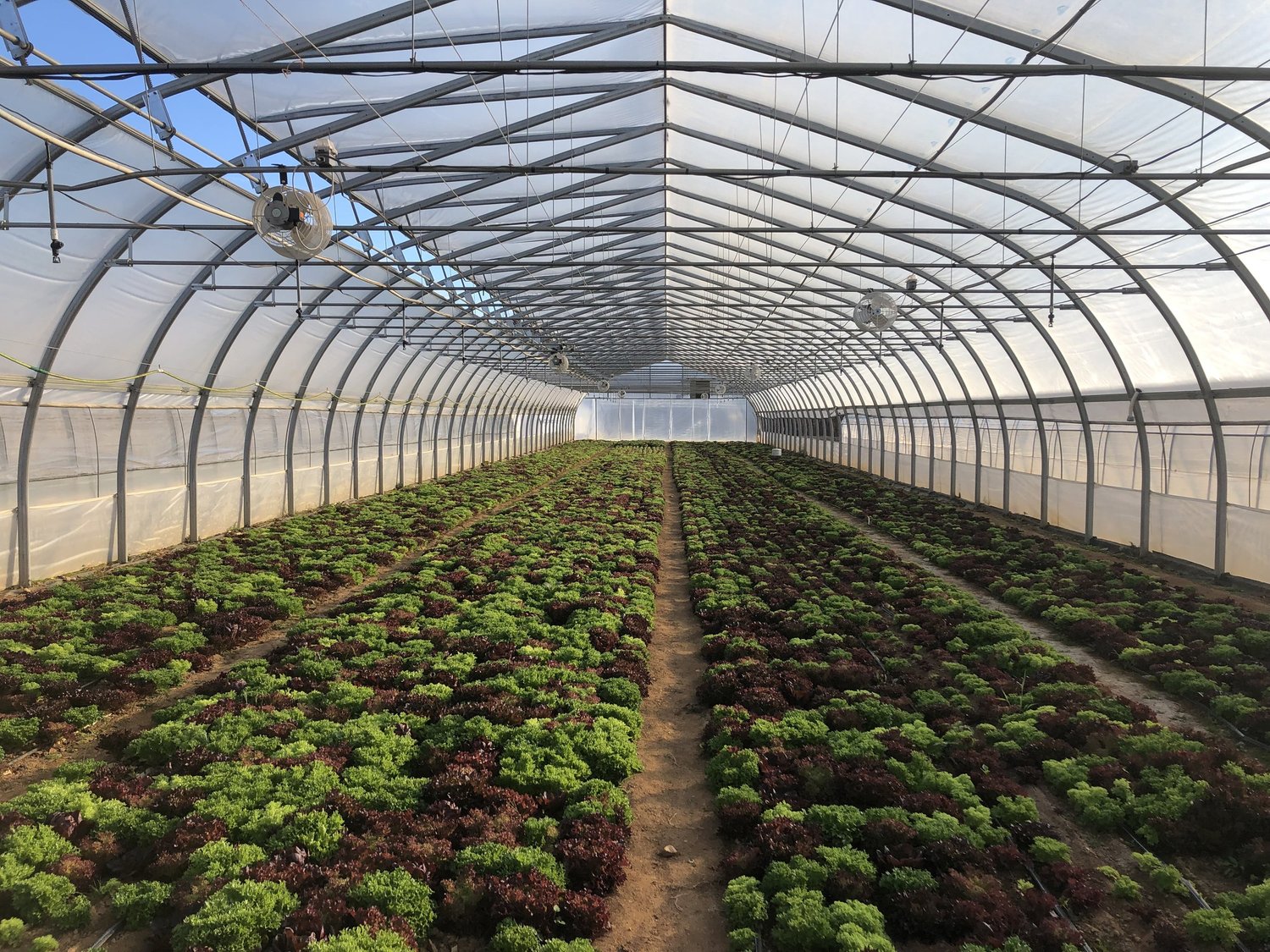Red Hawk Farm