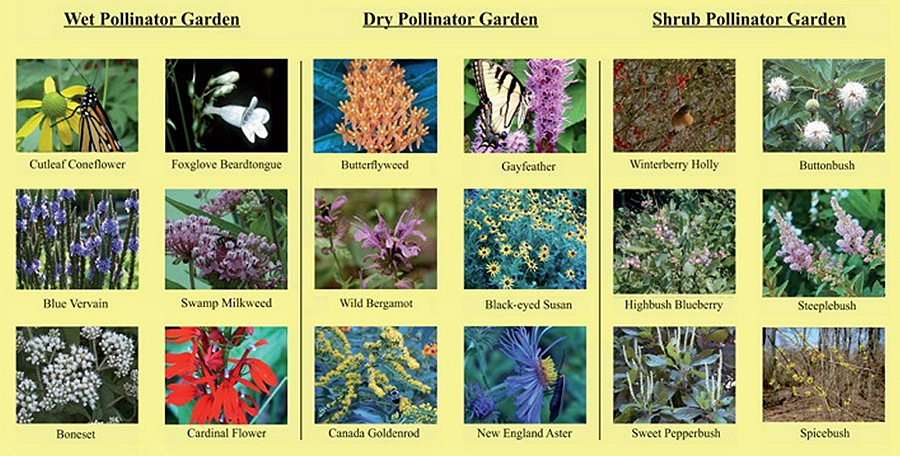 Attracting Pollinators — MCF