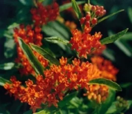 Attracting Pollinators — MCF