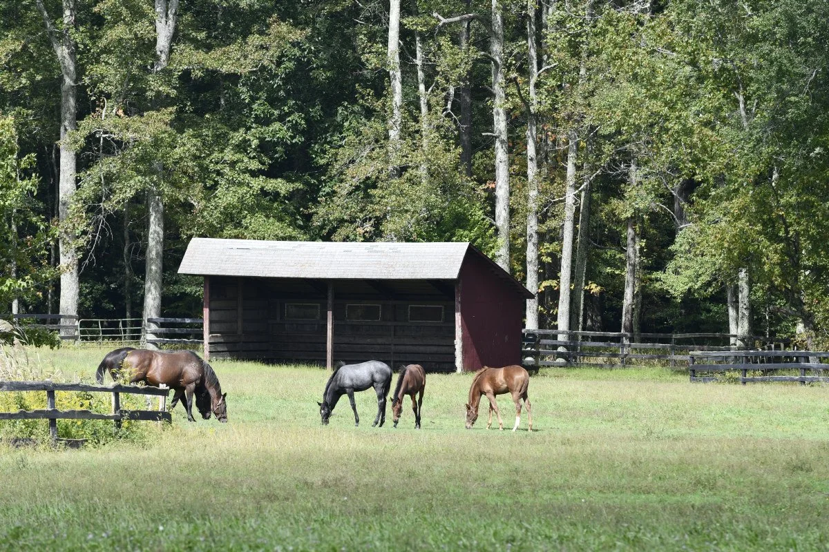 NOT HORSING AROUND: MCF and Partners Obtained Preservation Status for ...