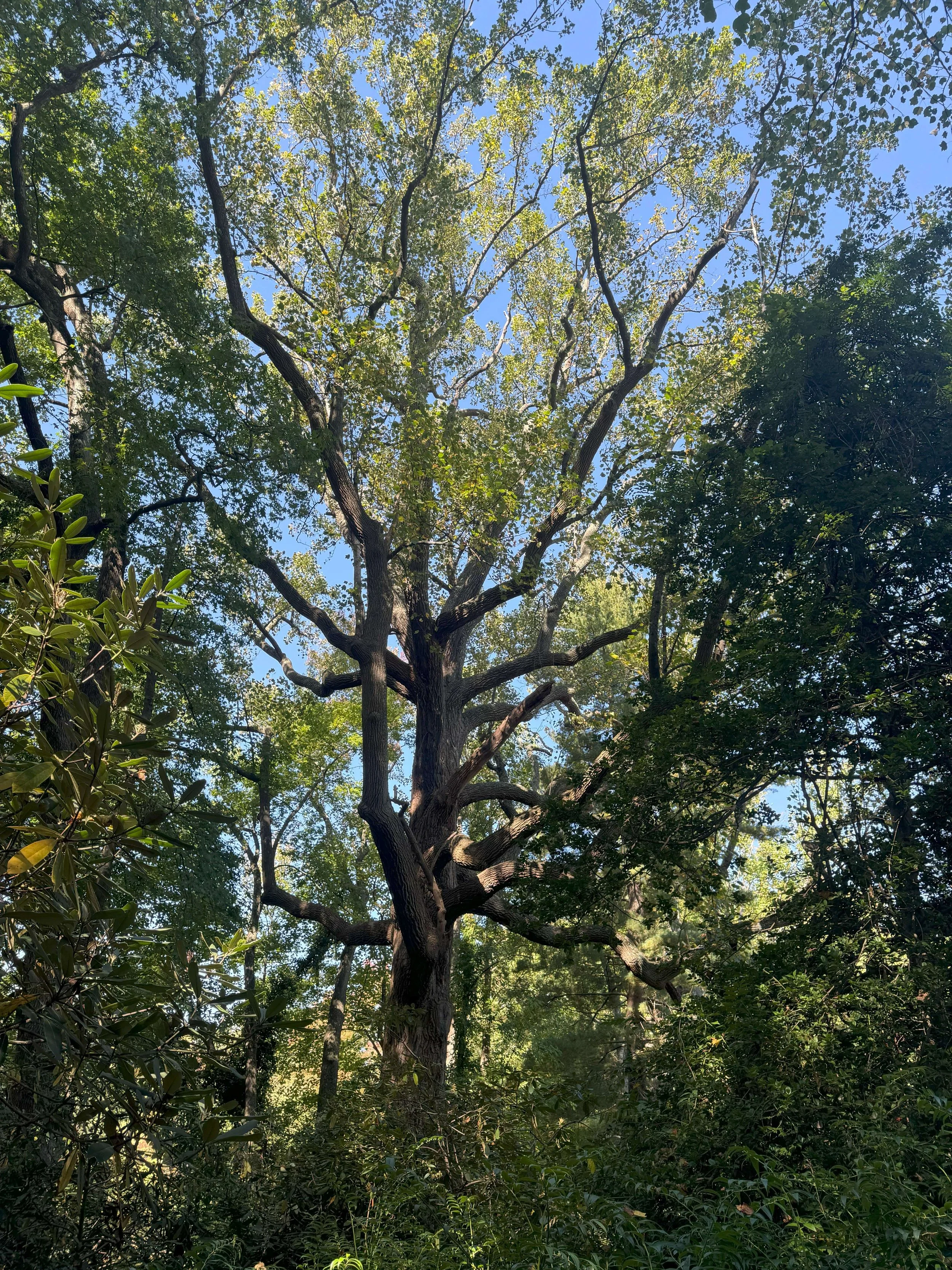 Scudder Preserve Events — MCF