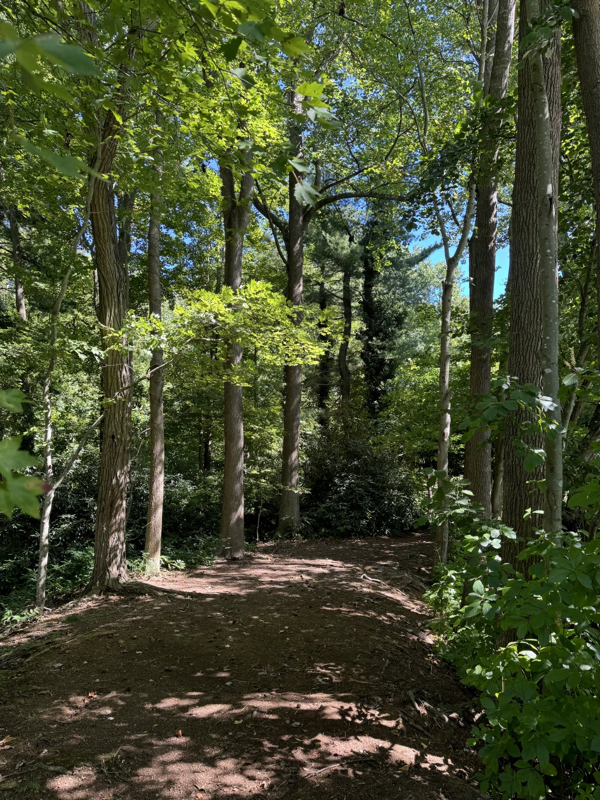 Scudder Preserve — MCF