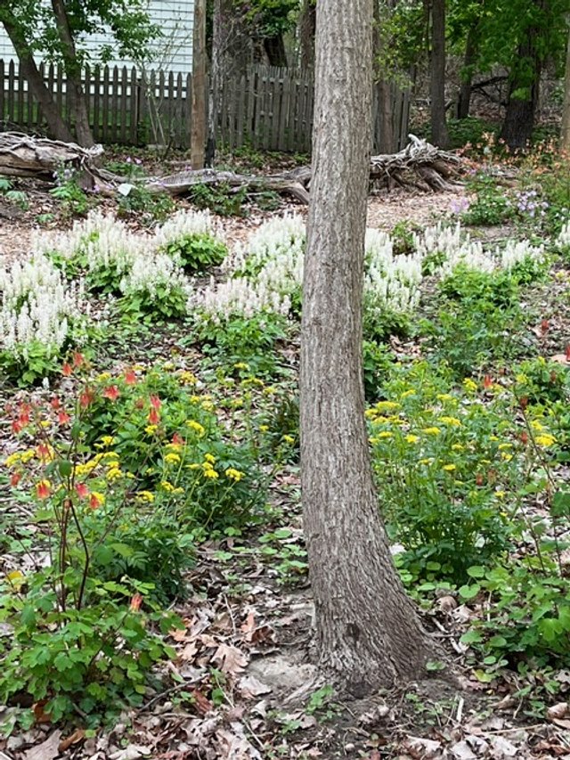 April is New Jersey Native Plants Month — MCF