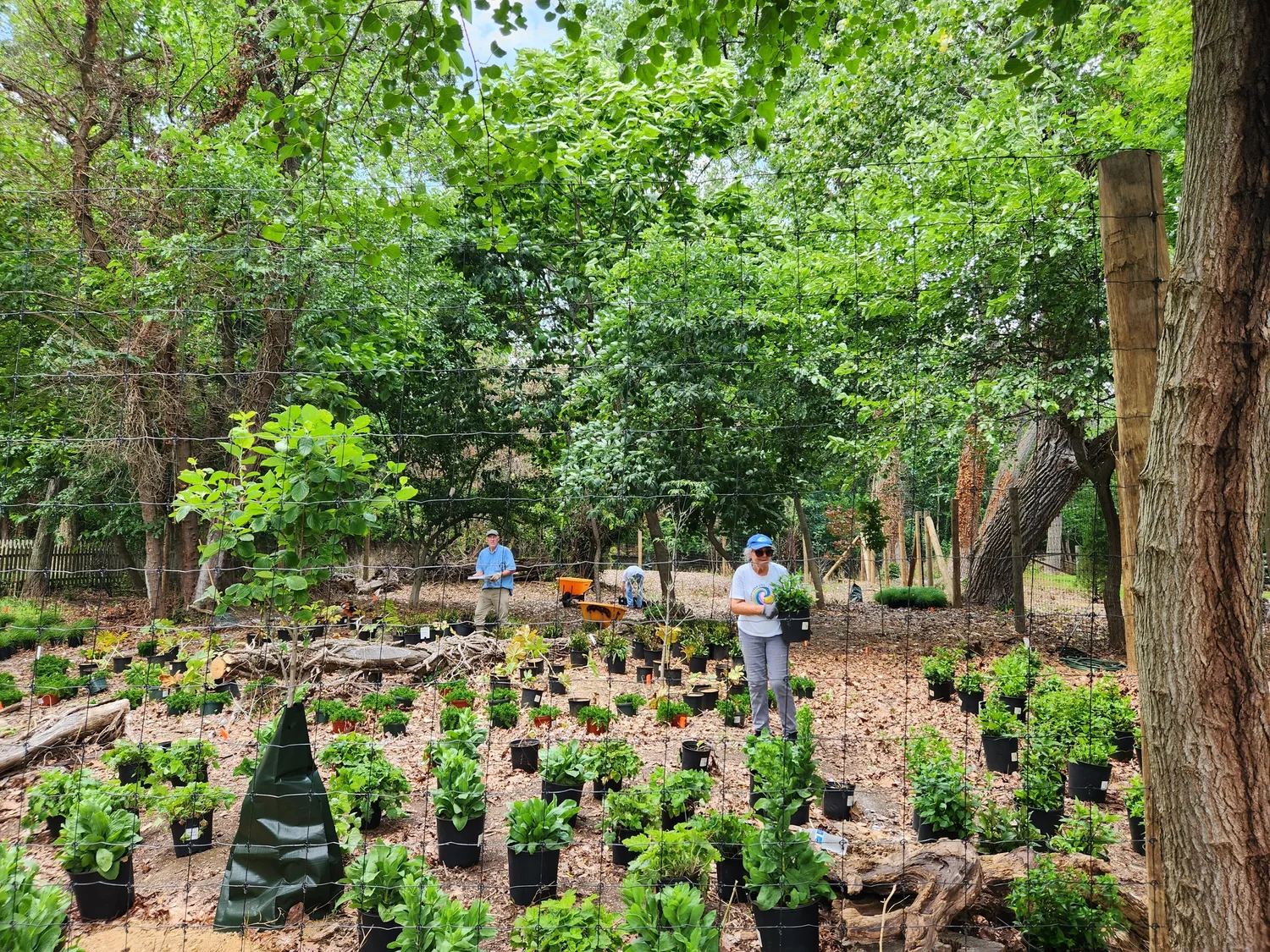 April is New Jersey Native Plants Month — MCF
