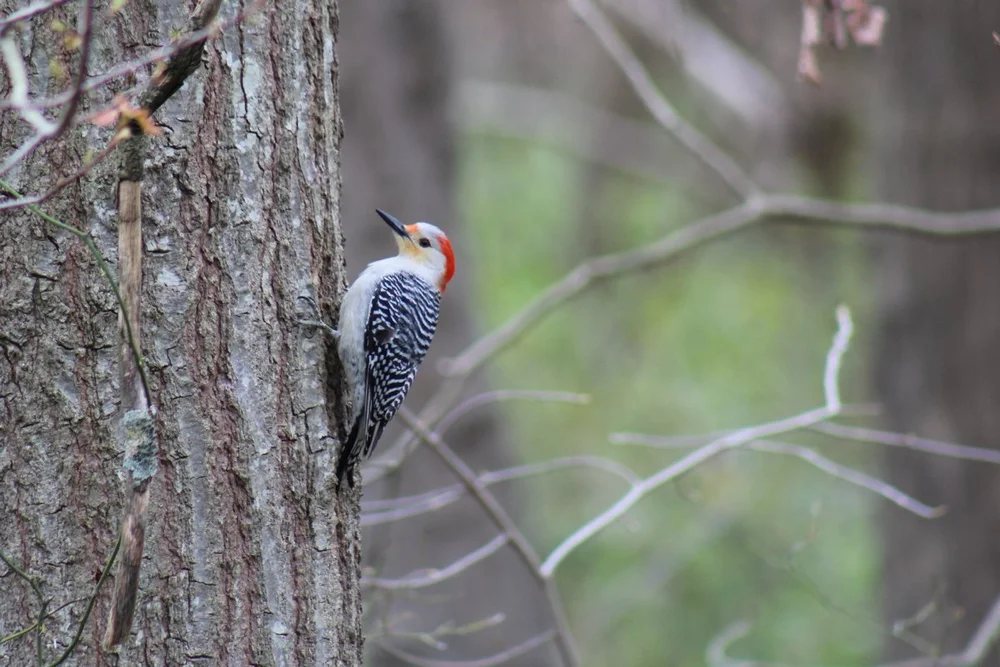 Scudder Preserve — MCF