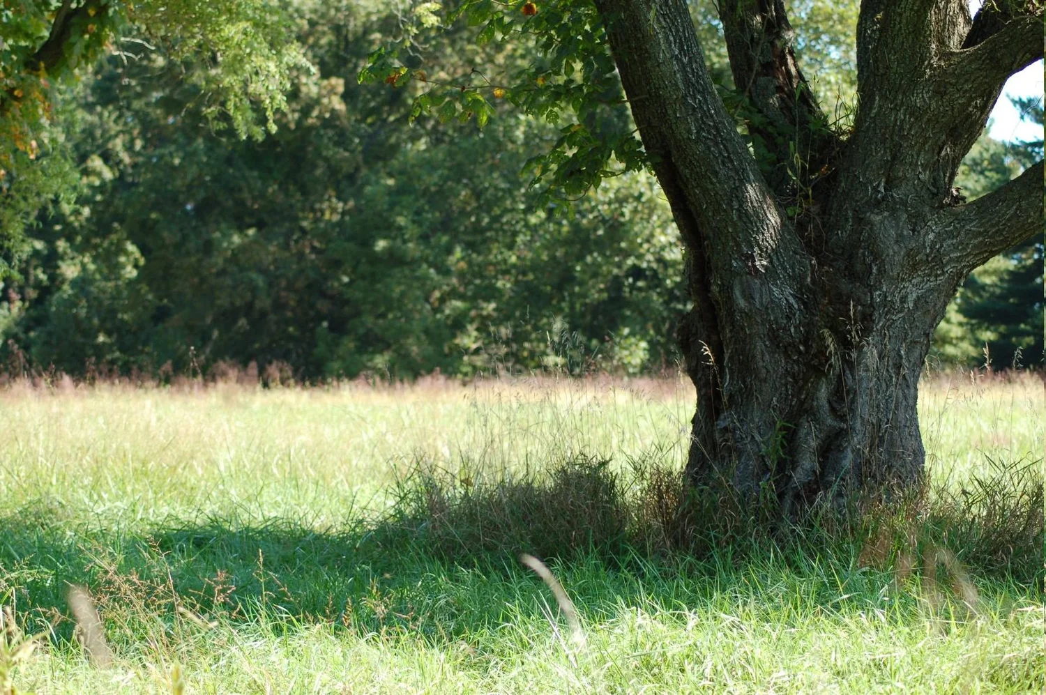 Why Two Families Preserved Their Farms in Colts Neck, NJ — MCF