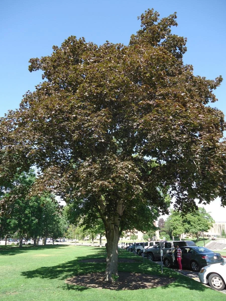 Scenic Nature Walk in the Heart of Salt Lake City — The Family Support ...