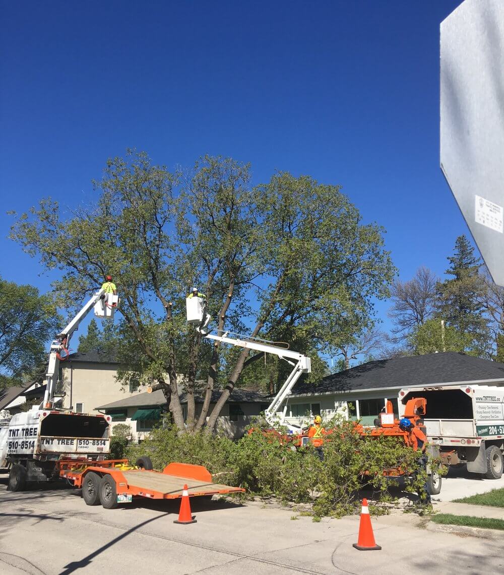 Winnipeg Tree Services | TNT Tree Arborists — TNT Tree