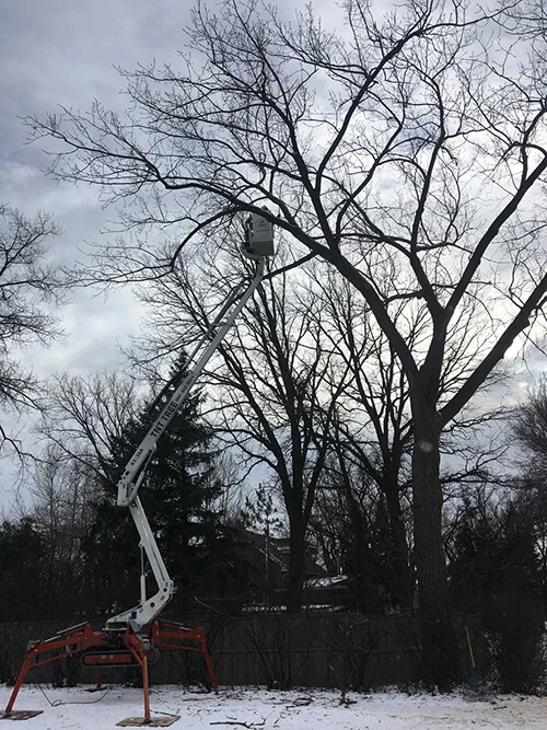 Winnipeg Tree Services | TNT Tree Arborists — TNT Tree