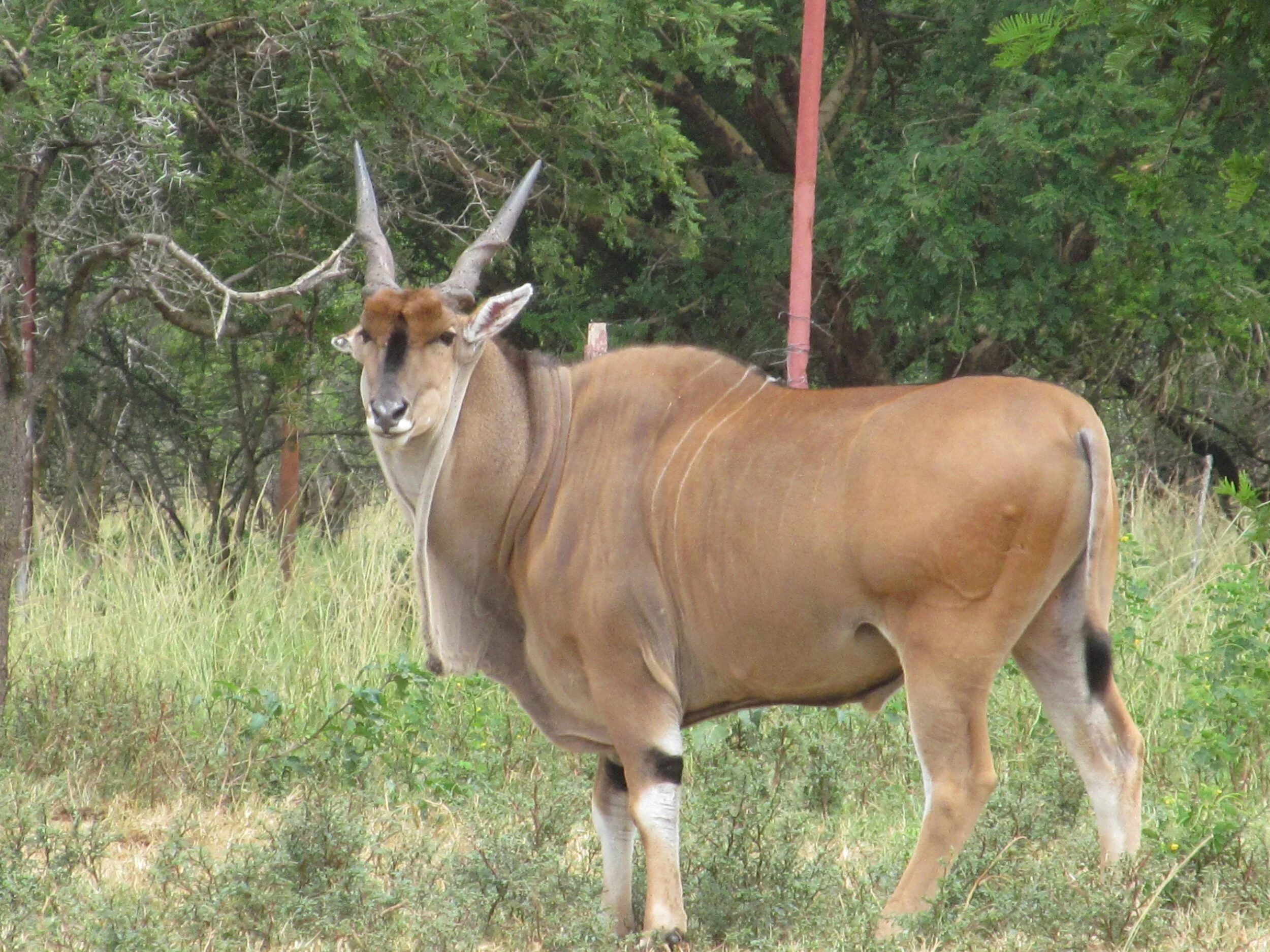 Zambia Animals List