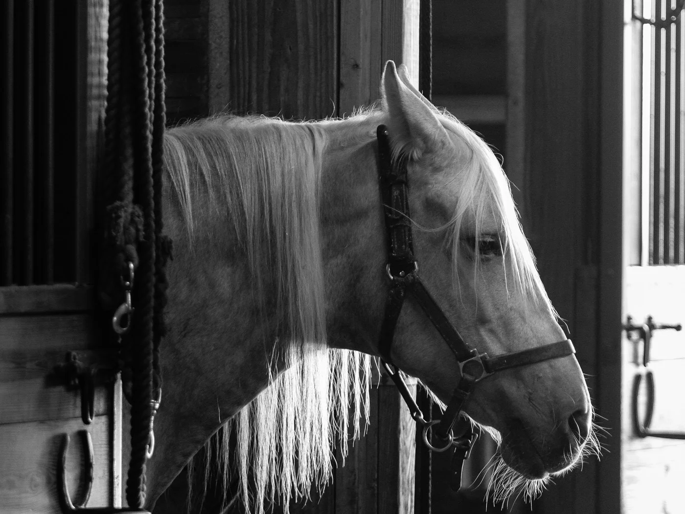 Horse Riding Lessons First Class Horse Complex
