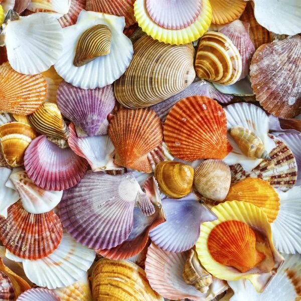 Seashells Puzzle — Two Fish Gallery
