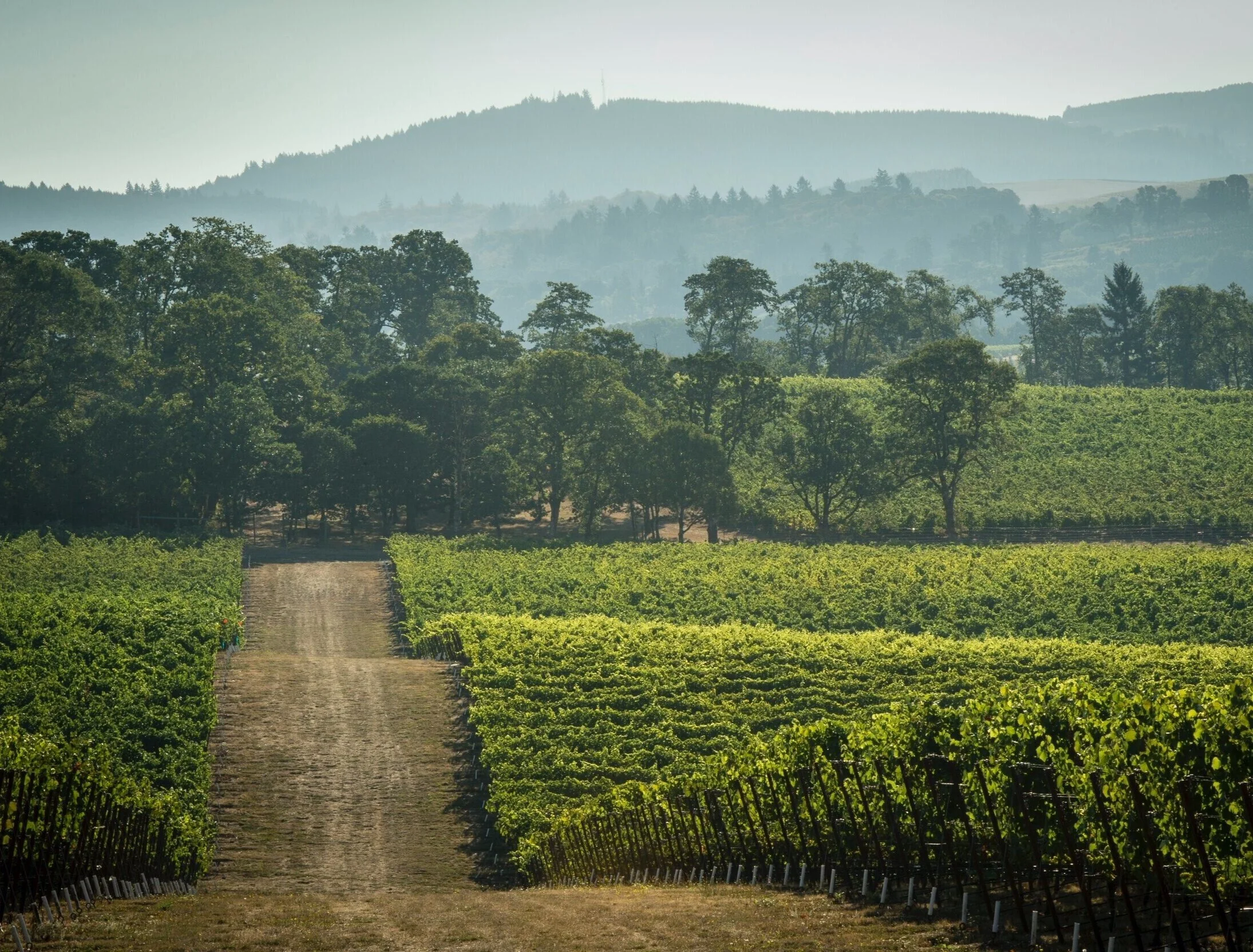 Sustainable Wines from Oregon's Willamette Valley
