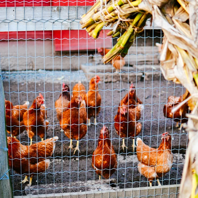 Willow View Farms