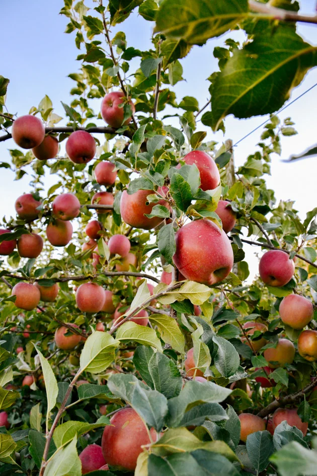 Willow View Farms