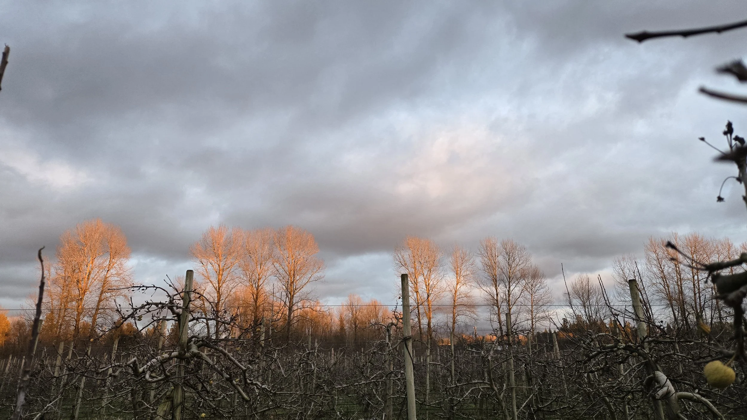Willow View Farms