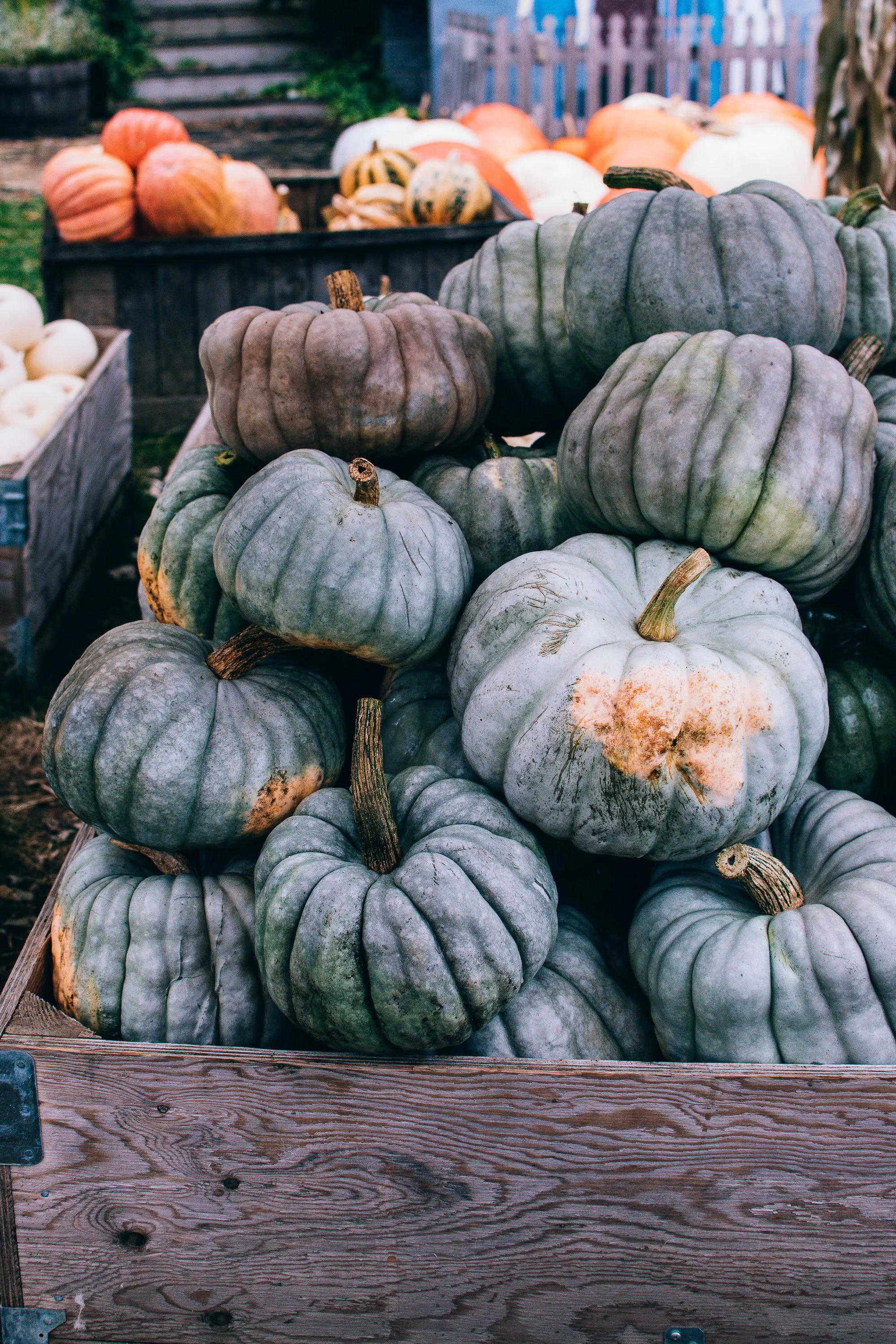 Willow View Farms