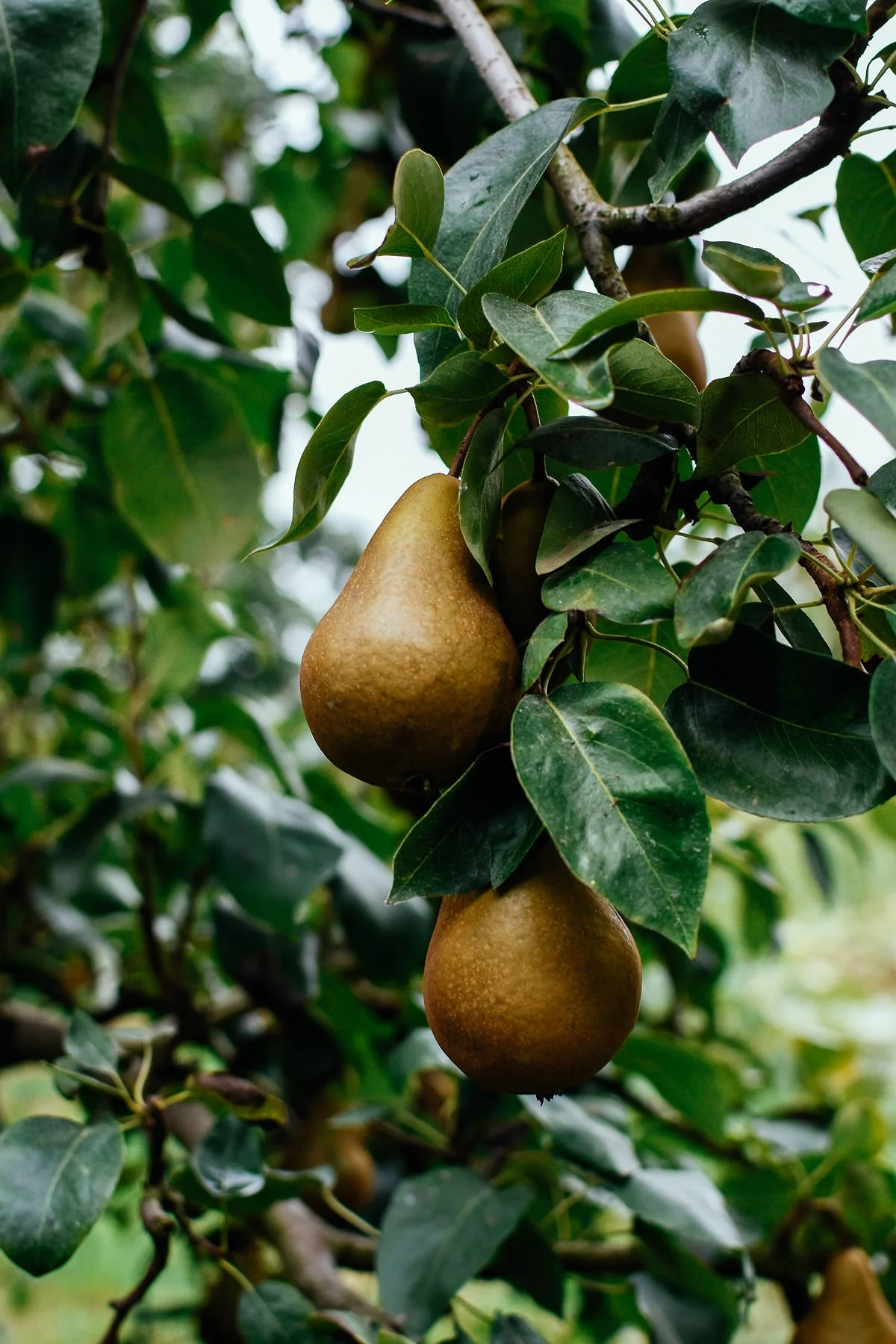 U-Pick — Willow View Farms