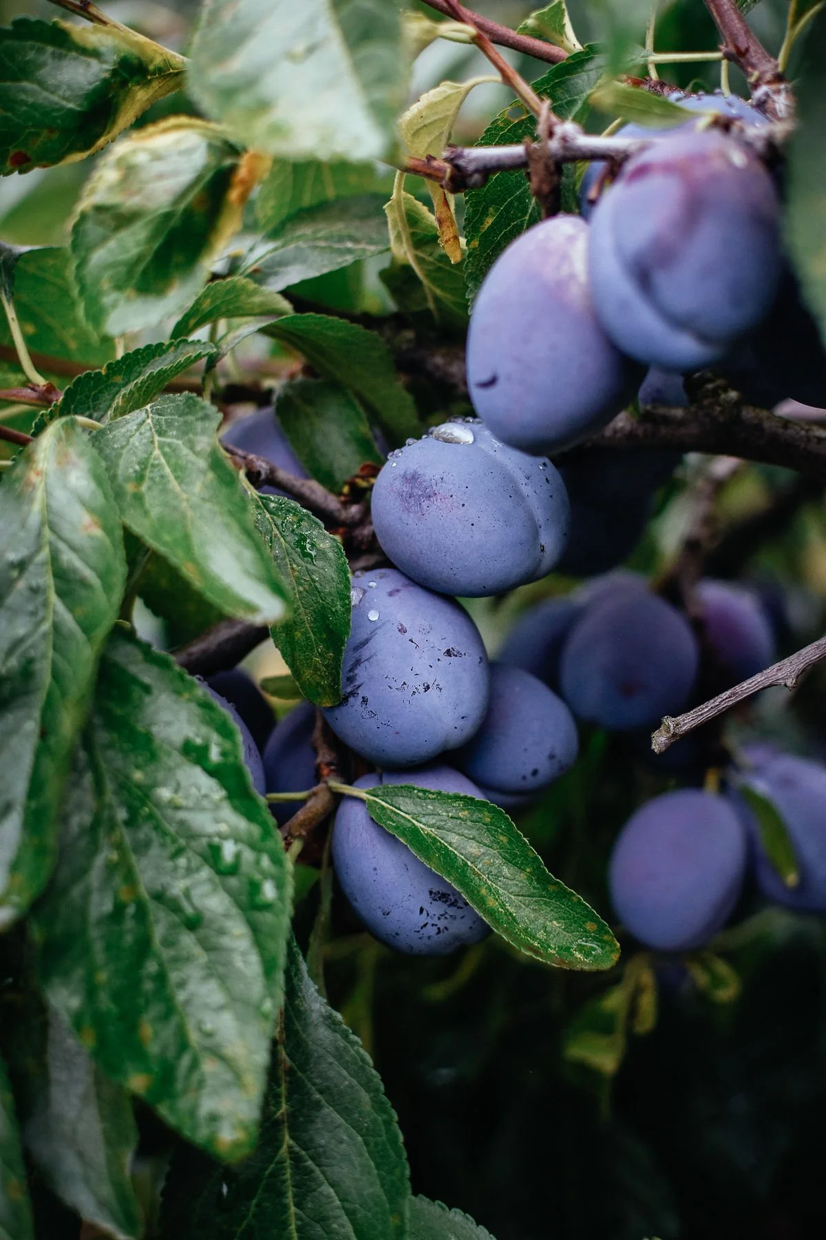 U-Pick — Willow View Farms