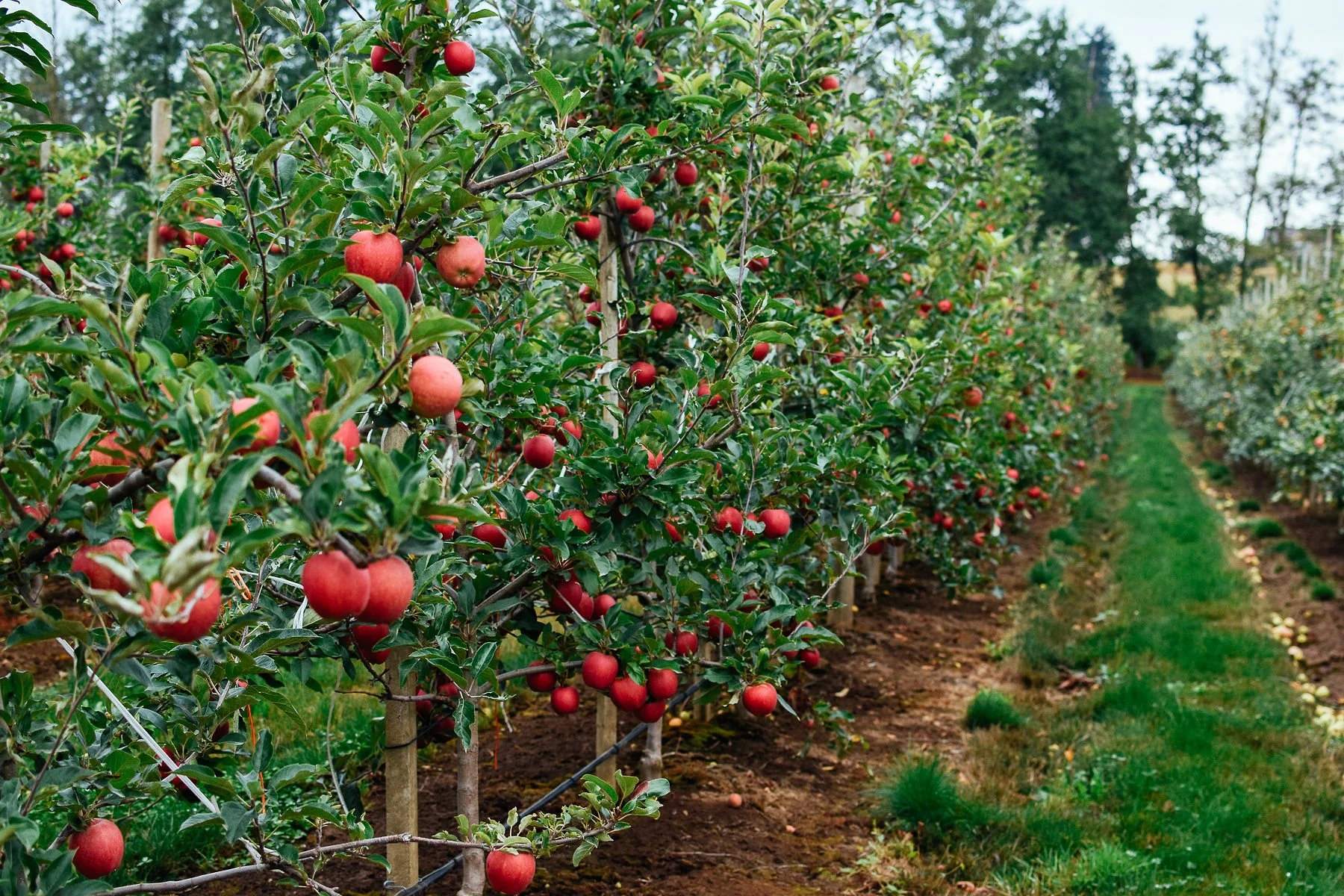 F.A.Q. — Willow View Farms