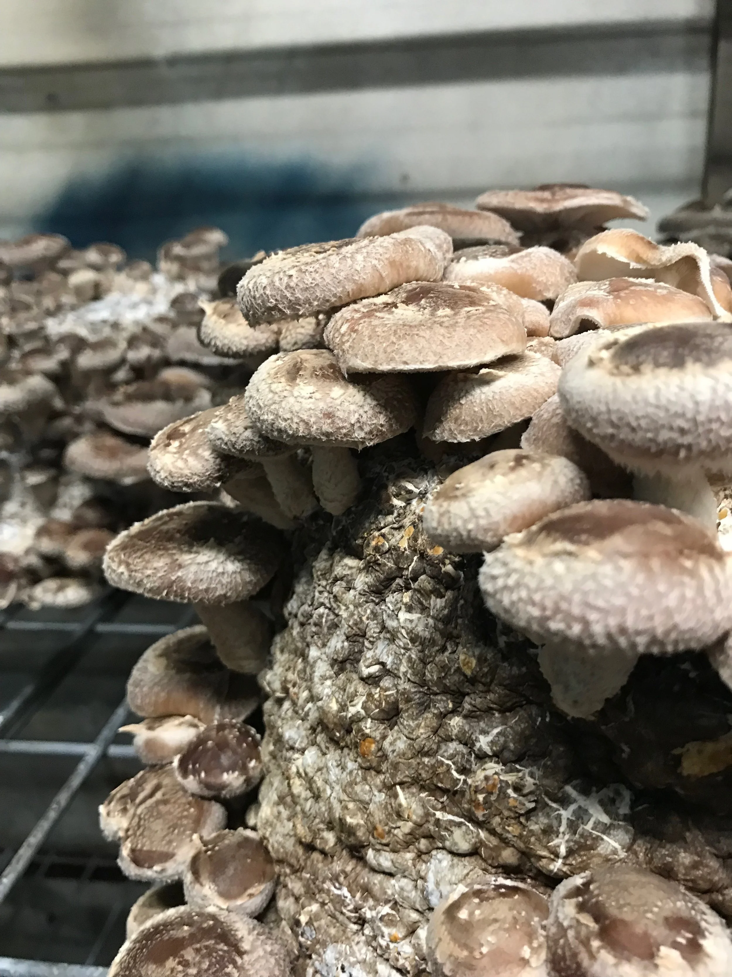 Shiitake Mushrooms Farm