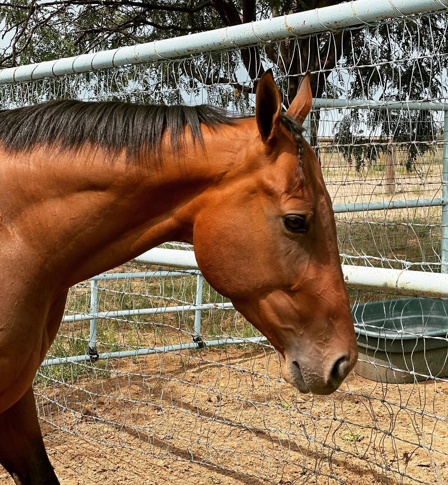 Home — Pas de Cheval Horse Rescue