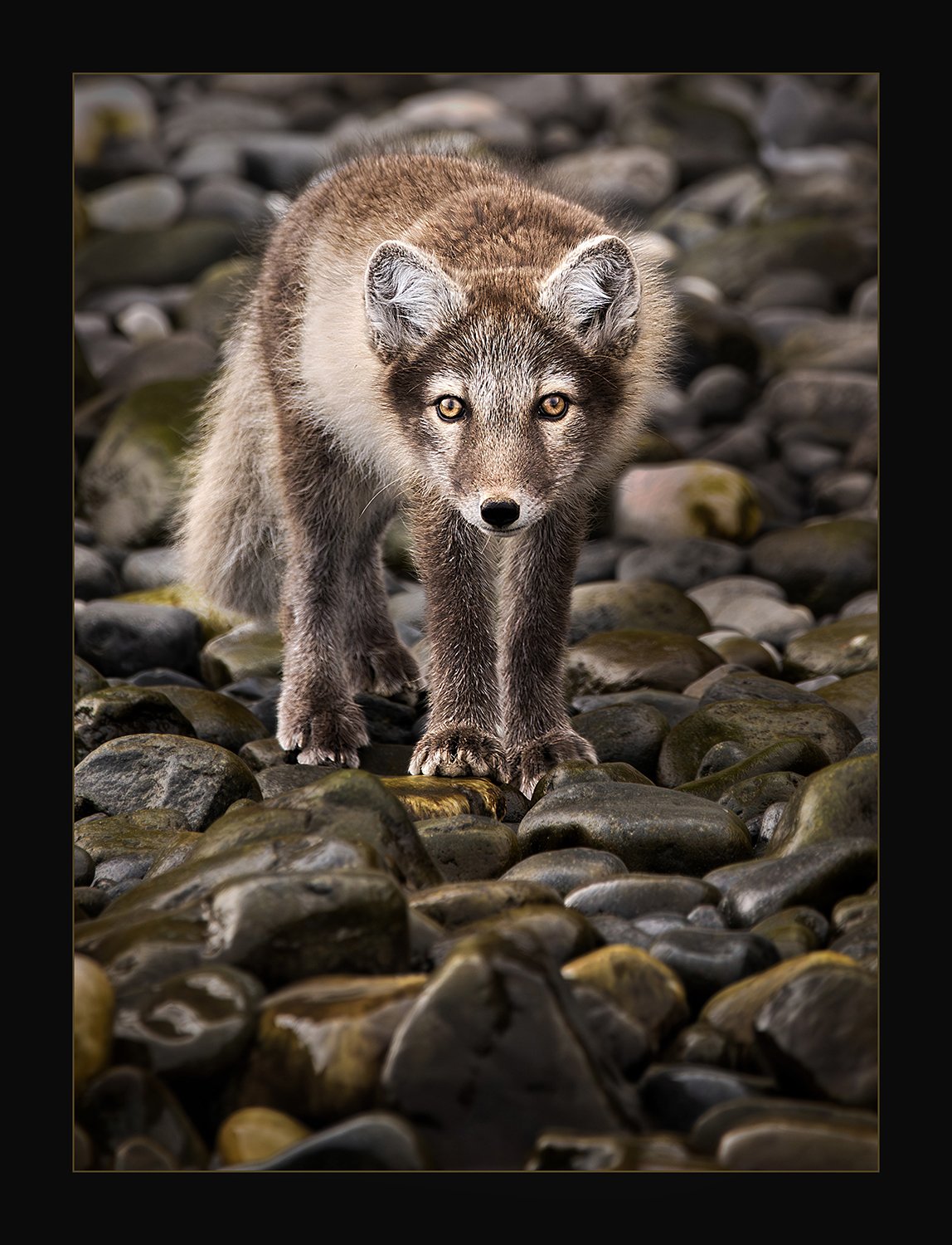 FCC25show — Frederick Camera Clique