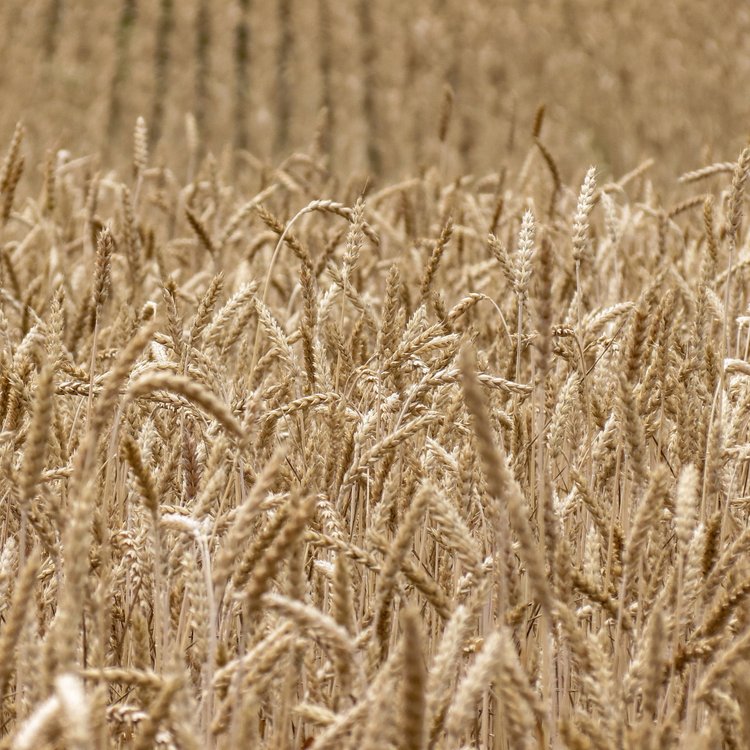 Blog — Bread Alone