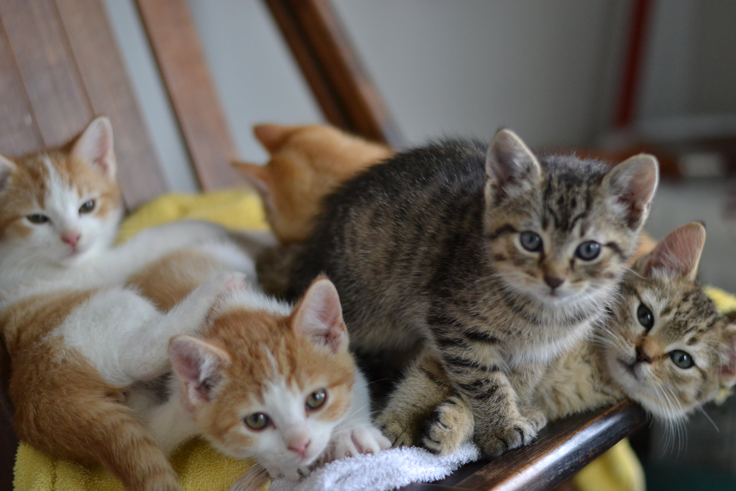 Sweet Haven Farm and Sanctuary