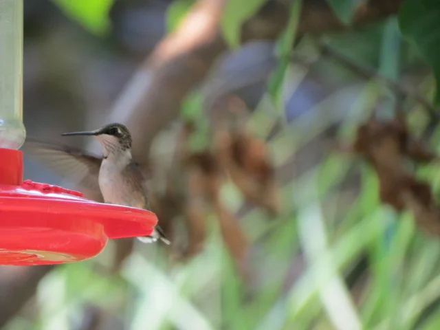 ONTARIO HUMMINGBIRD SIGHTINGS - UPDATES! — Hyde Park Feed & Country Store