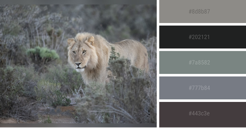 Safari Theme Nursery - How to Design an Elegant Yet Whimsical Safari ...