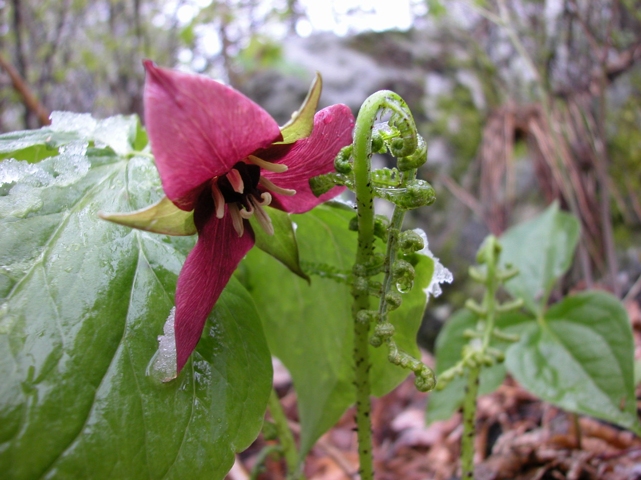 Sugar Hill Conservation Areas — Ammonoosuc Conservation Trust