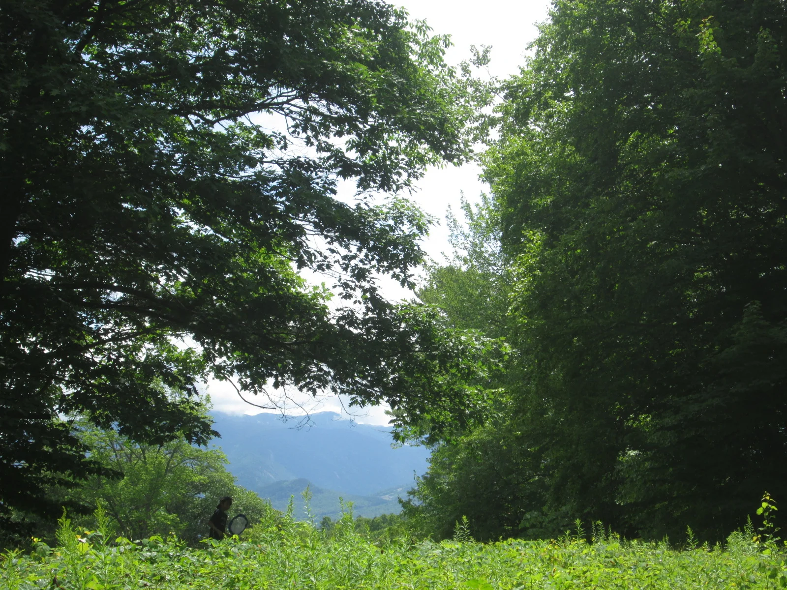 Sugar Hill Conservation Areas — Ammonoosuc Conservation Trust