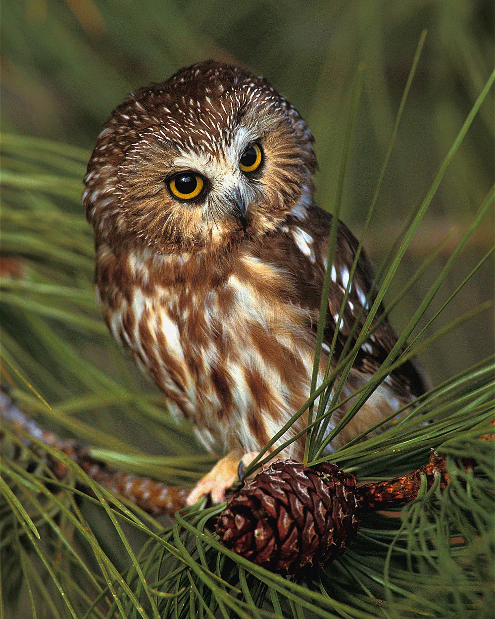 Owl Prowl Sunday! — Ammonoosuc Conservation Trust