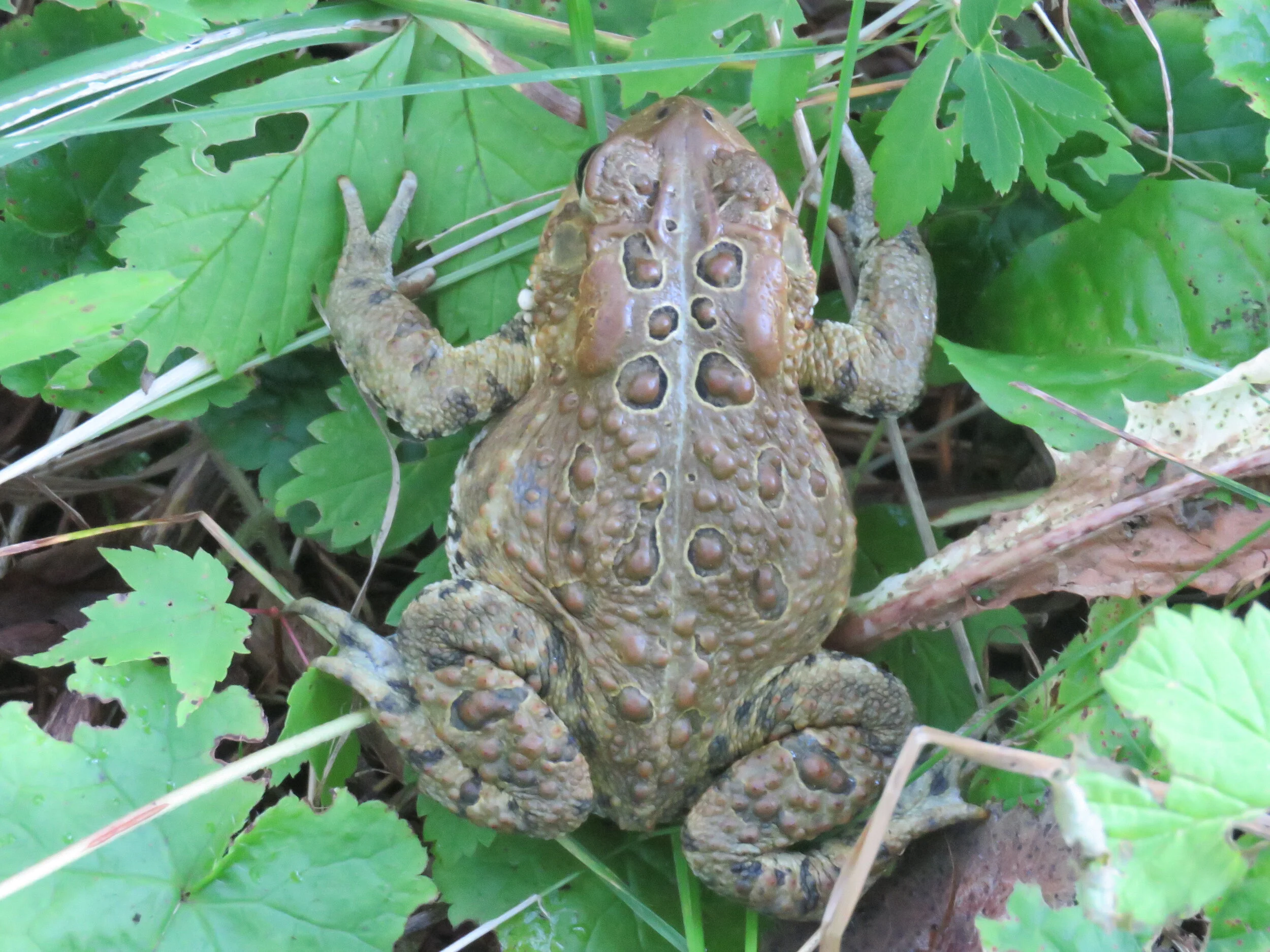 News/Blog — Ammonoosuc Conservation Trust