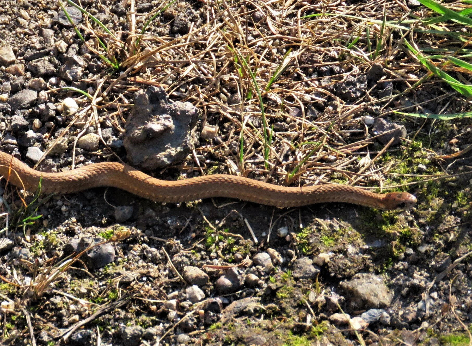 News/Blog — Ammonoosuc Conservation Trust