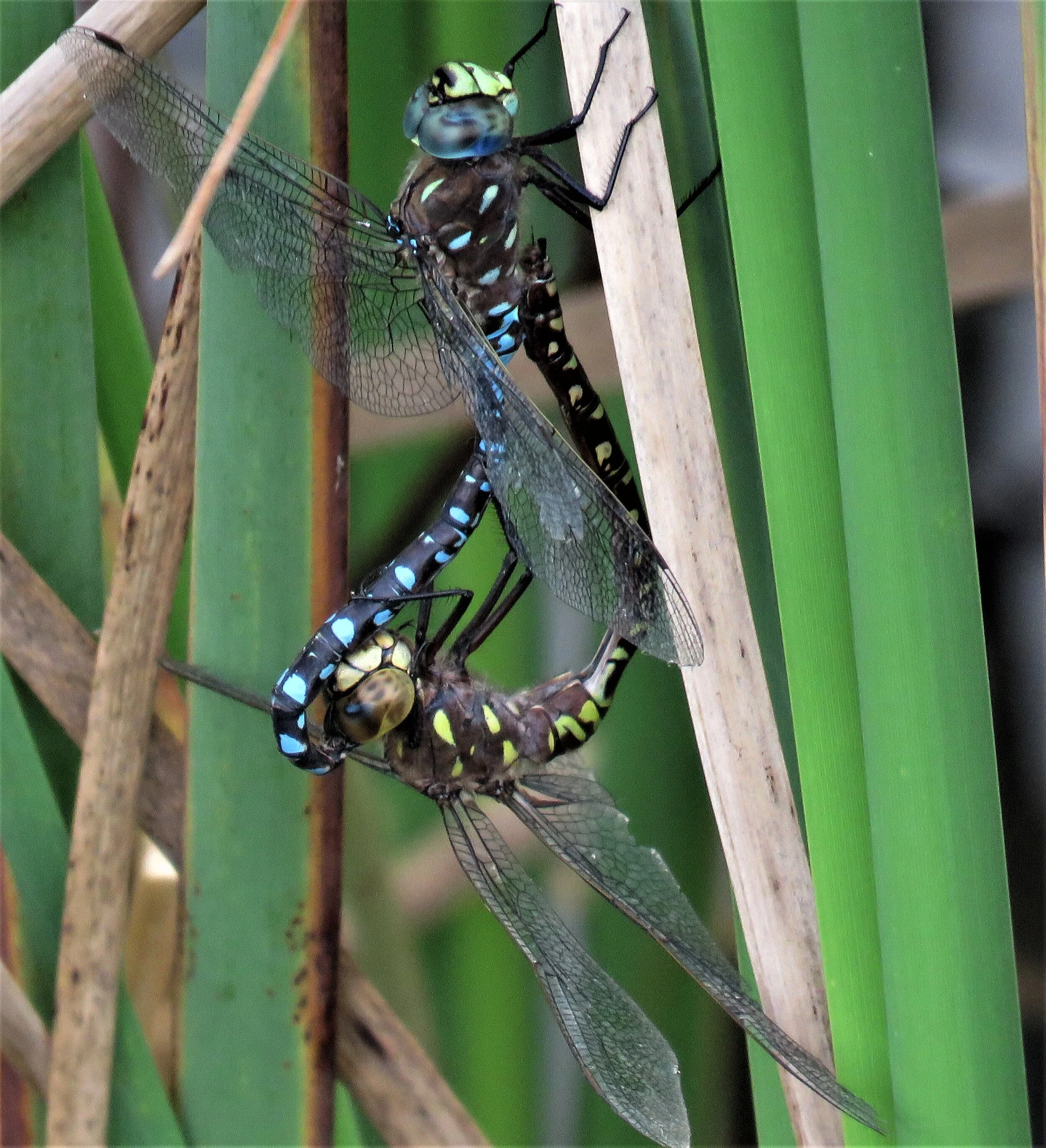 News/Blog — Ammonoosuc Conservation Trust