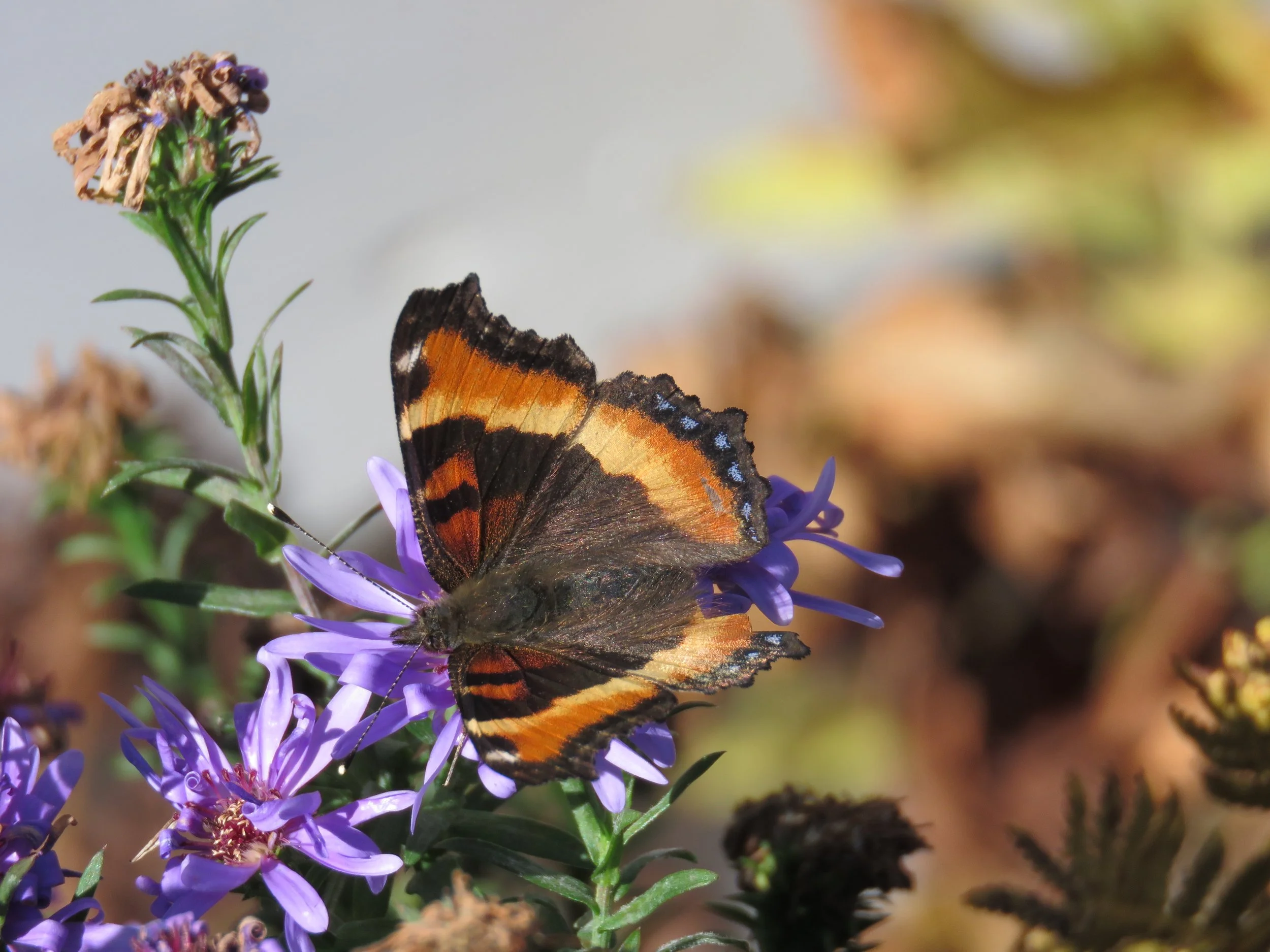 News/Blog — Ammonoosuc Conservation Trust